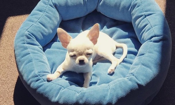 35 Mexican Names for Male Dogs - The Paws