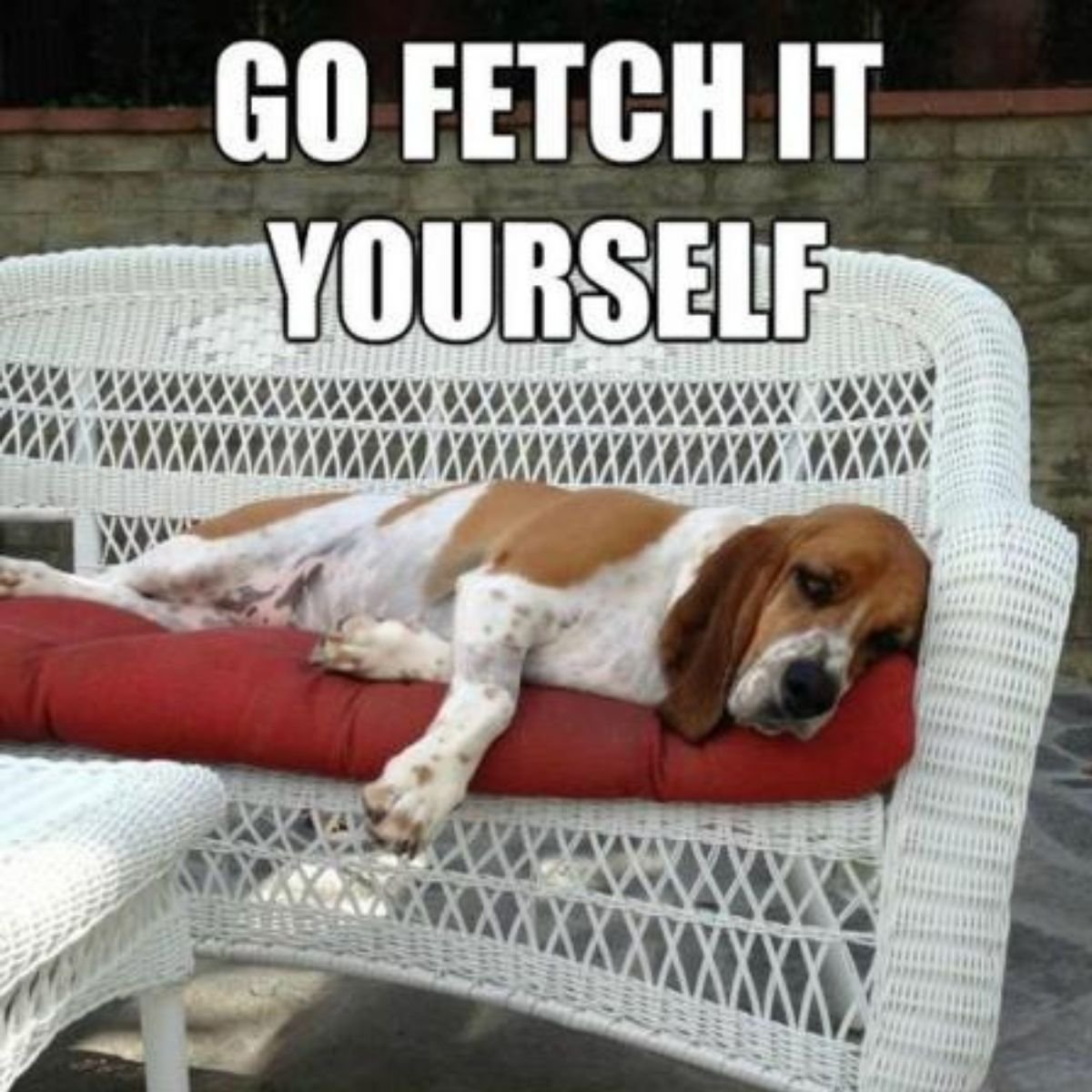 The 16 Funniest Basset Hound Memes Of All Time - The Paws