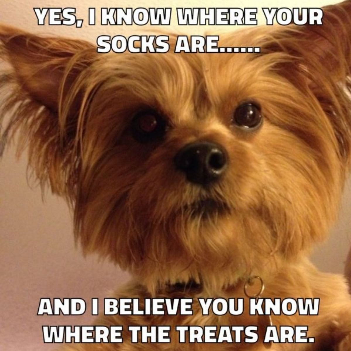 The 16 Funniest Yorkshire Terrier Memes Of All Time (GALLERY) - The Paws