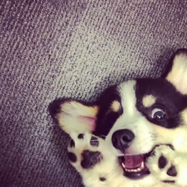 160 Goofy Dog Names - The Paws