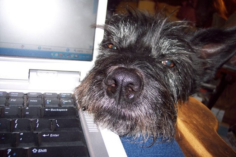 160 Goofy Dog Names - The Paws