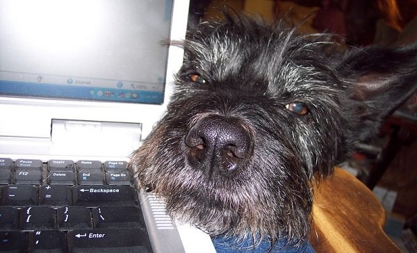 160 Goofy Dog Names - The Paws