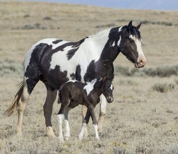 90 Mustang Horse Names - The Paws