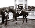 120+ Famous Race Horse Names - The Paws