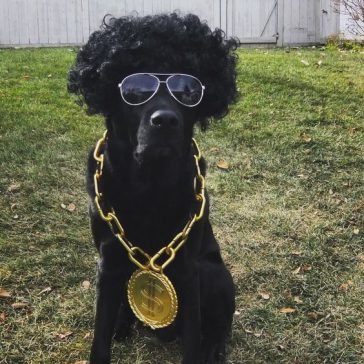 90 Rapper Dog Names - The Paws