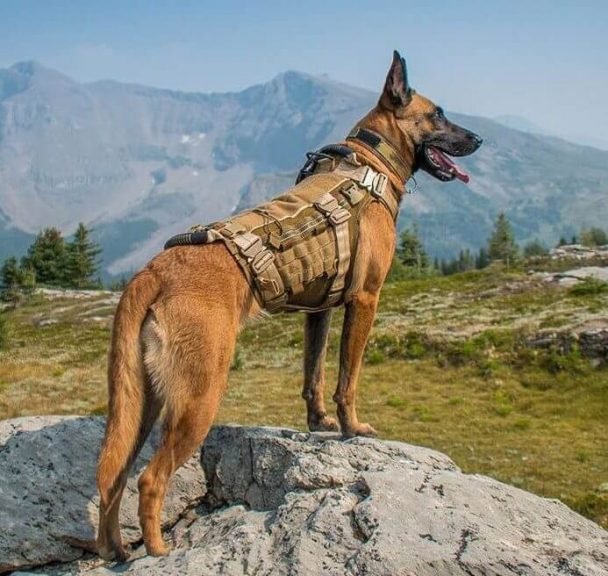 100 Army Dog Names - The Paws