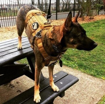 100 Army Dog Names - The Paws