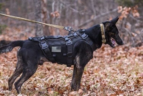 100 Army Dog Names - The Paws