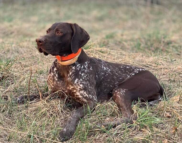 80 Best Female Hunting Dog Names The Paws 80 Best Female Hunting Dog Names The Paws