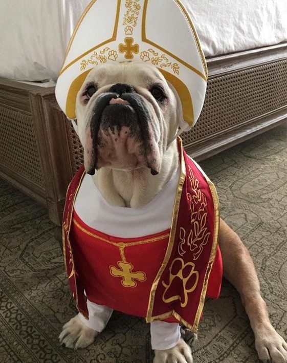 70 Biblical Dog Names for Dogs - The Paws