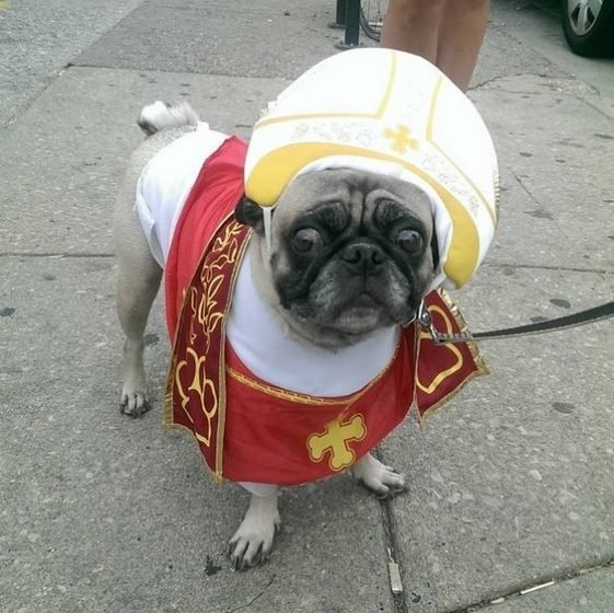 70 Biblical Dog Names for Dogs - The Paws