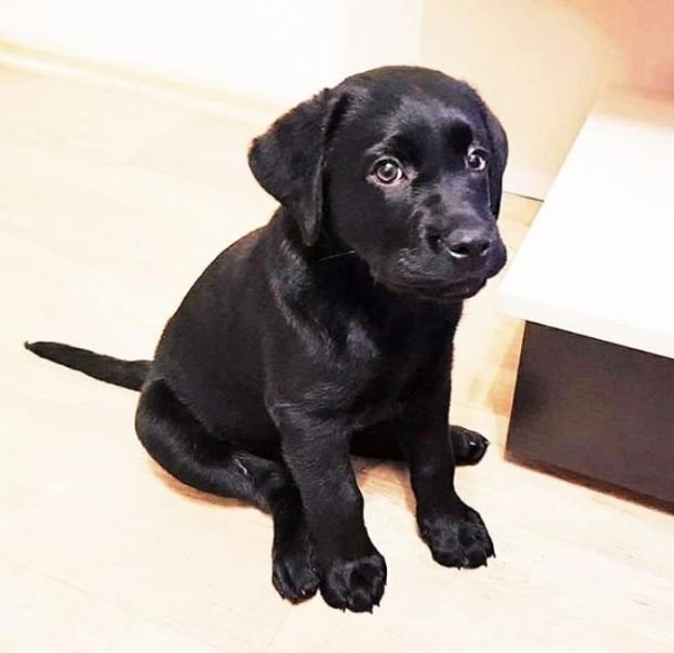 100 Male Black Lab Names - The Paws