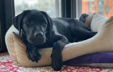 100 Male Black Lab Names - The Paws