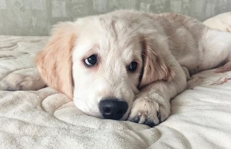 60 Blonde Dog Names - The Paws