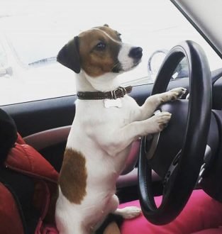 140 Car Related Dog Names - The Paws