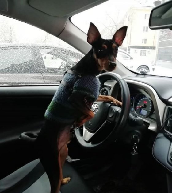 140 Car Related Dog Names - The Paws