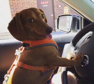 140 Car Related Dog Names - The Paws
