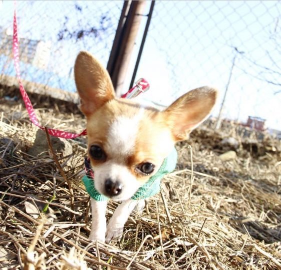 50 Mexican Dog Names for Female Dogs - The Paws
