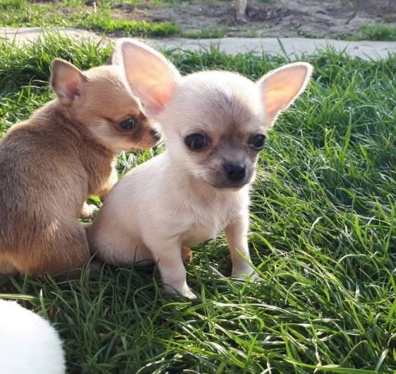 50 Mexican Dog Names for Female Dogs - The Paws