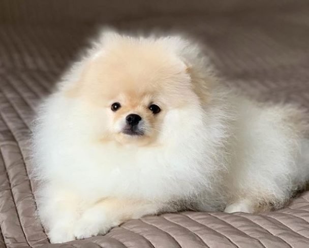 100 Cream-Colored Dog Names - The Paws