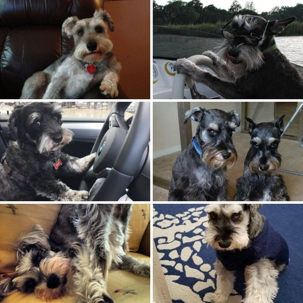 14 Reasons Schnauzers Are The Worst Indoor Dog Breed Of All Time - The Paws