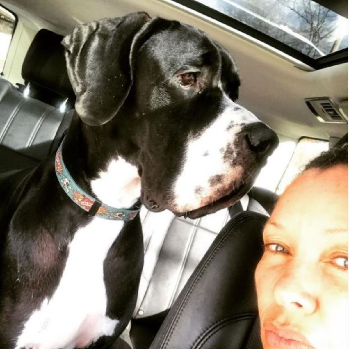12 Celebrities Who Are Major Great Dane Lovers - The Paws