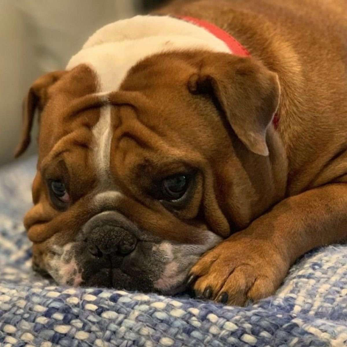 27 Reasons Why Your English Bulldog Stares at You - The Paws