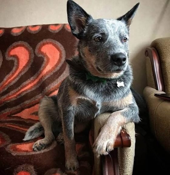 120 Female Blue Heeler Names - The Paws