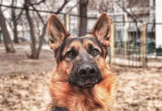 45 Female Dog Names that Mean Protector - The Paws