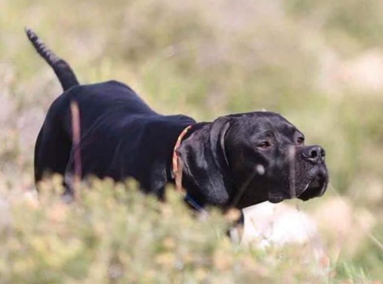 100 Female Hound Dog Names - The Paws