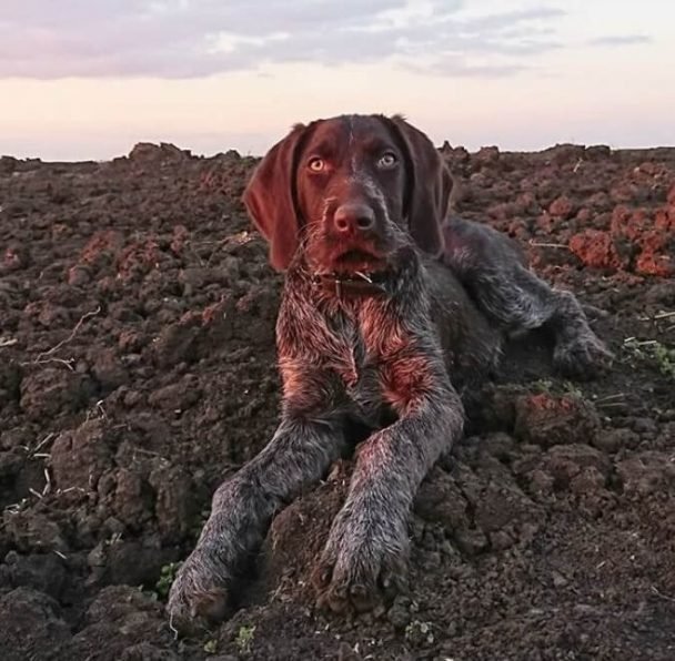 80 Best Female Hunting Dog Names - The Paws
