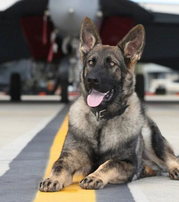 50 Female Military Dog Names - The Paws