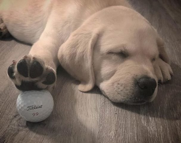 36 Golf Dog Names - Golf Inspired Dog Names - The Paws