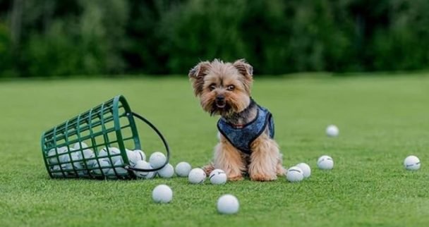 36 Golf Dog Names - Golf Inspired Dog Names - The Paws