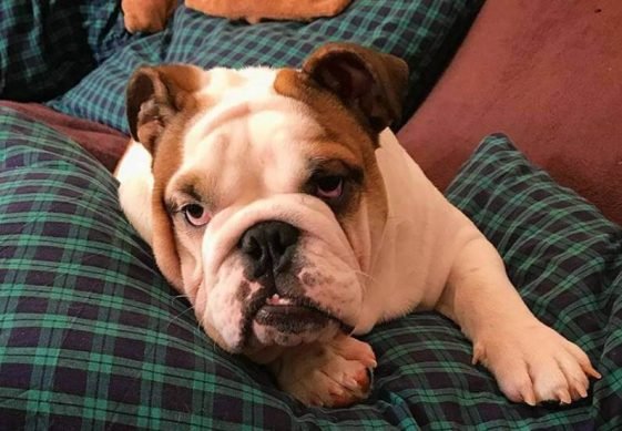100 Lazy Dog Names - The Paws