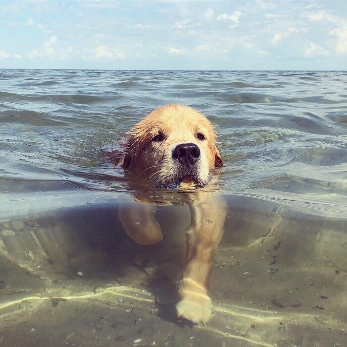 80 Ocean Inspired Dog Names The Paws 80 Ocean Inspired Dog Names The Paws