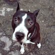 33 Strong Dog Names for Male Pit Bulls - The Paws