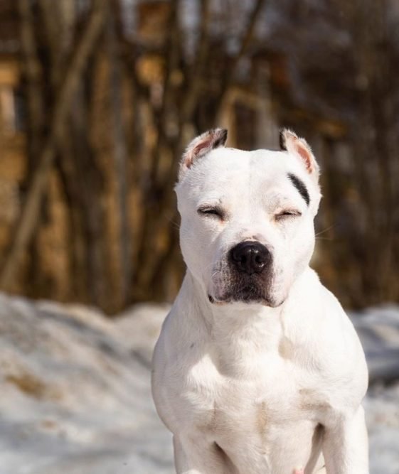 The 33 Best Female Pit Bull Dog Names - The Paws