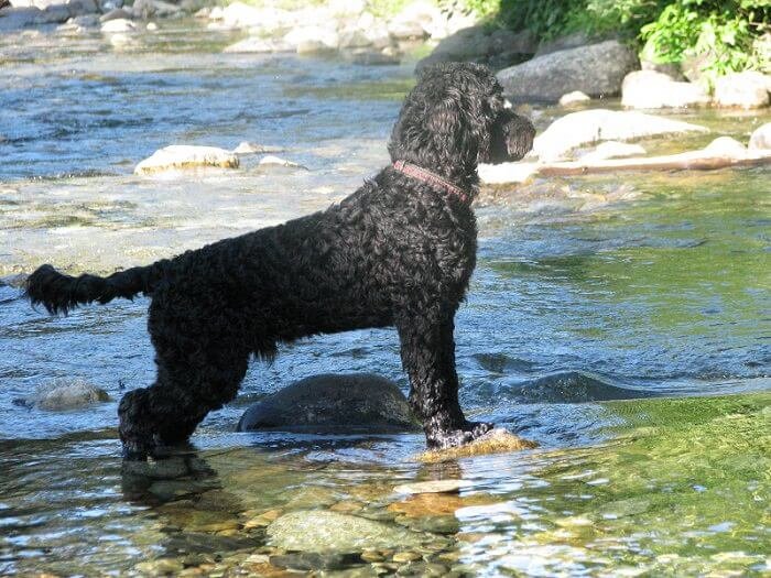 60 Water Dog Names The Paws 60 Water Dog Names The Paws