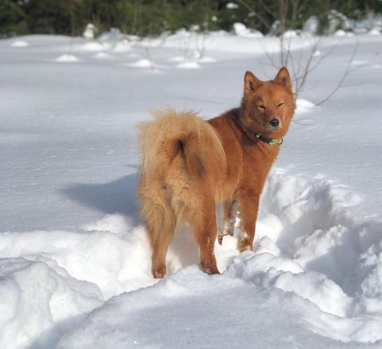 95 Finnish Names For Dogs The Paws 95-finnish-names-for-dogs-the-paws