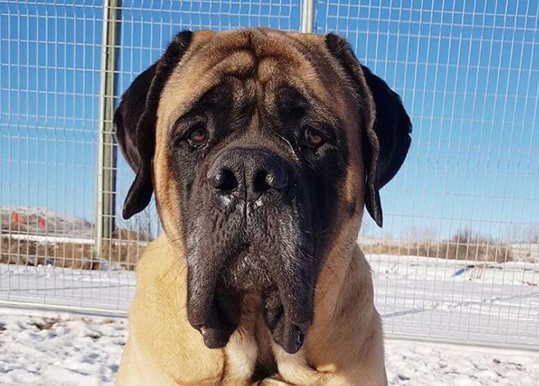 100 Best Dog Names For Male Mastiff Big Dog Names The Paws 100 Best Dog Names For Male Mastiff Big Dog Names The Paws