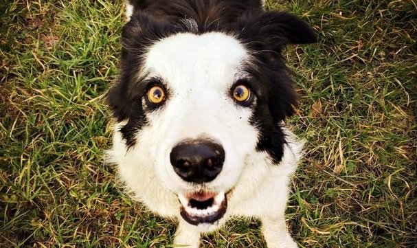 12 Reasons Why Your Border Collie Stares at You - The Paws