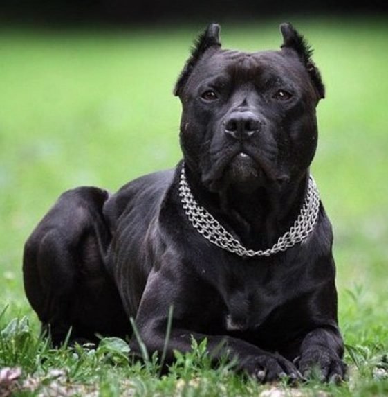 200 Evil Dog Names The Paws 200 Evil Dog Names The Paws