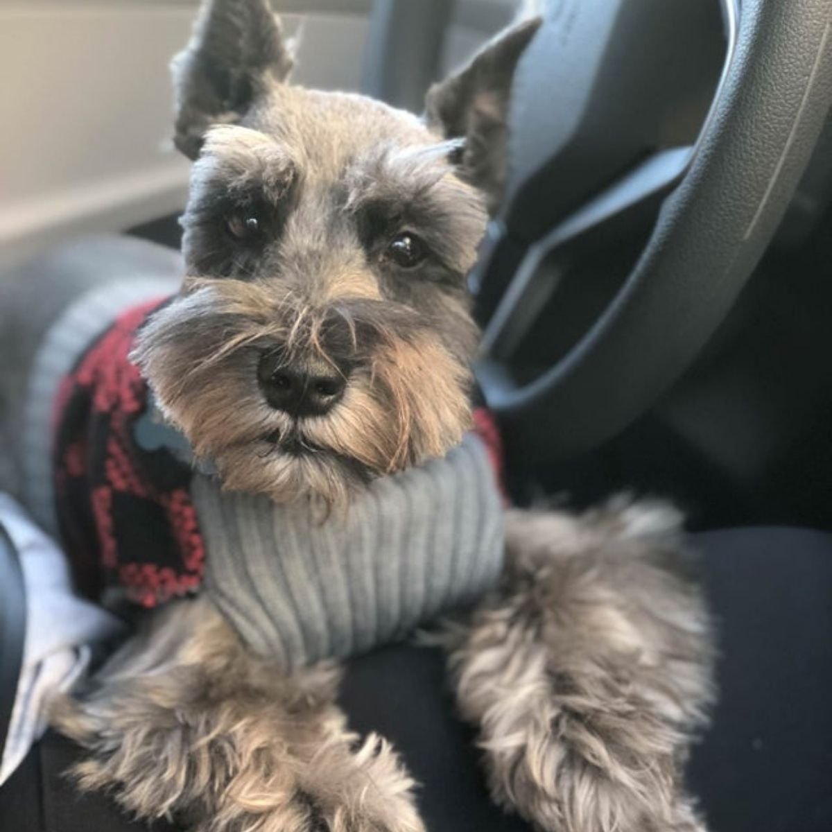 15 Reasons Schnauzers Are The Worst Breed In The World - The Paws