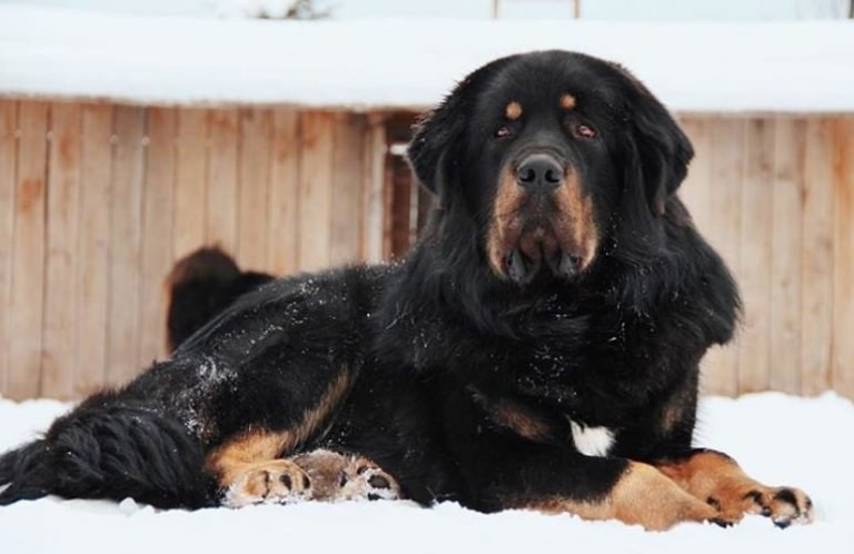 90 Fierce Female Dog Names - The Paws
