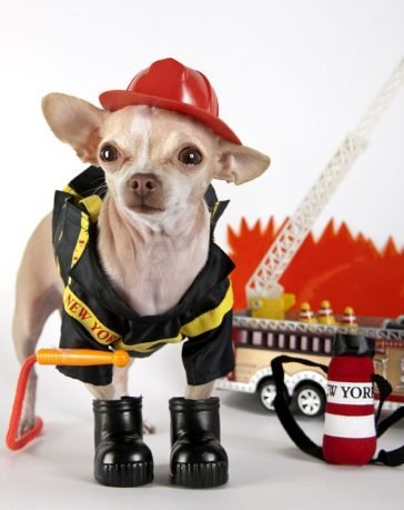 55 Firefighter Dog Names - The Paws