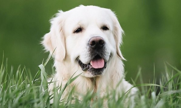 150 Space Names For Dogs - The Paws