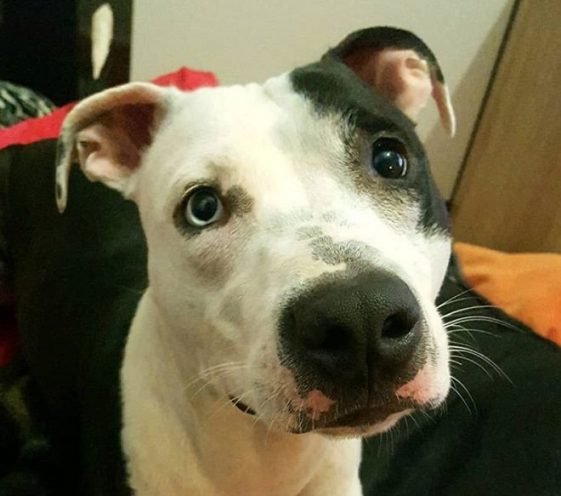 140 Hebrew Dog Names - The Paws