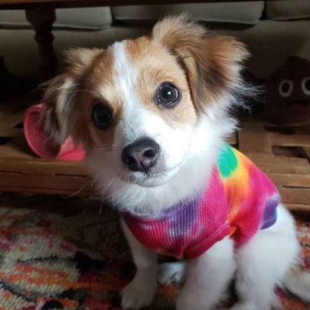 290 Hippie Dog Names - The Paws