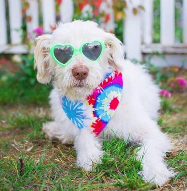 290 Hippie Dog Names - The Paws